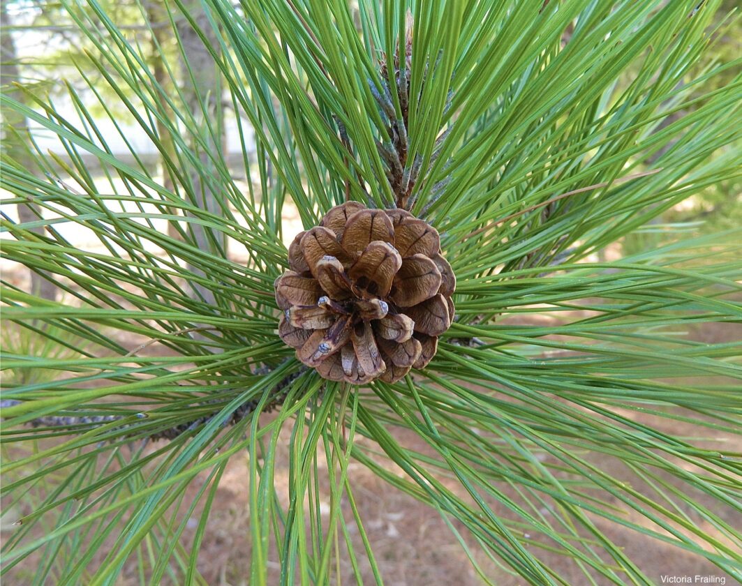 Provincial pine cone | News, Sports, Jobs - The Mining Journal